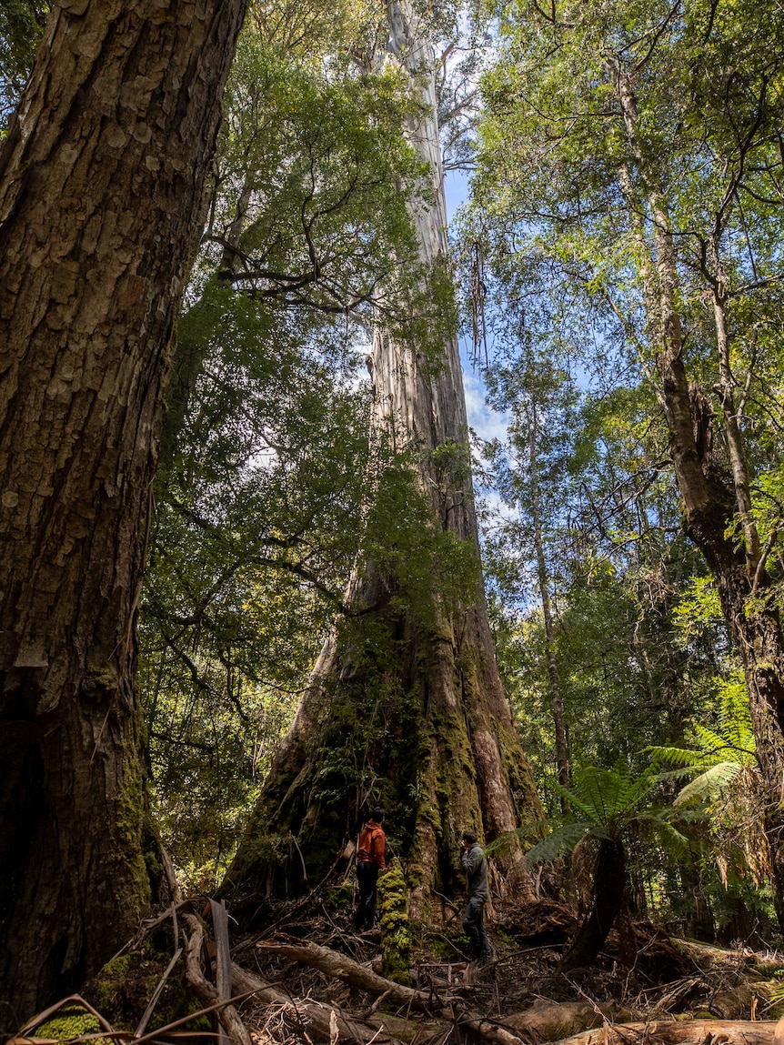 Scientists Warn More Frequent and Intense Bushfires Threaten Tasmania's ...
